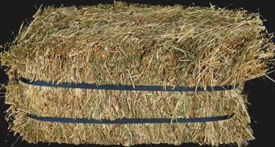 Hay Coastal Timothy Orchard Grass Alfalfa | Sunset Feed & Supply Miami